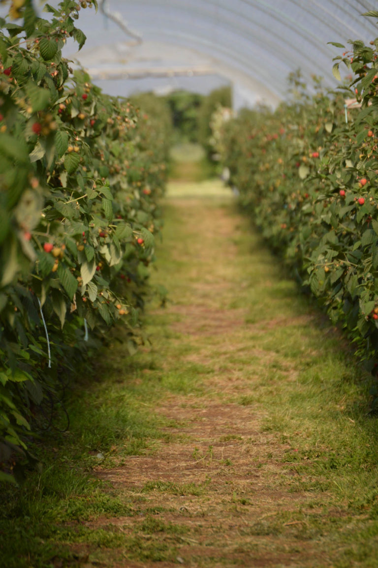 Craigies Farm | Meet the Craigies