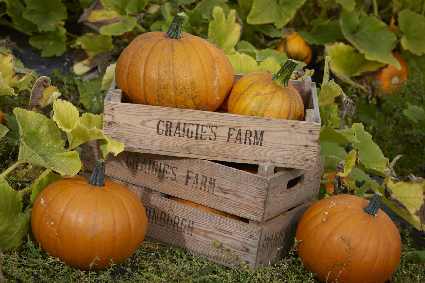 Seasonal autumn foods and how to cook them - Craigies Farming, Deli ...