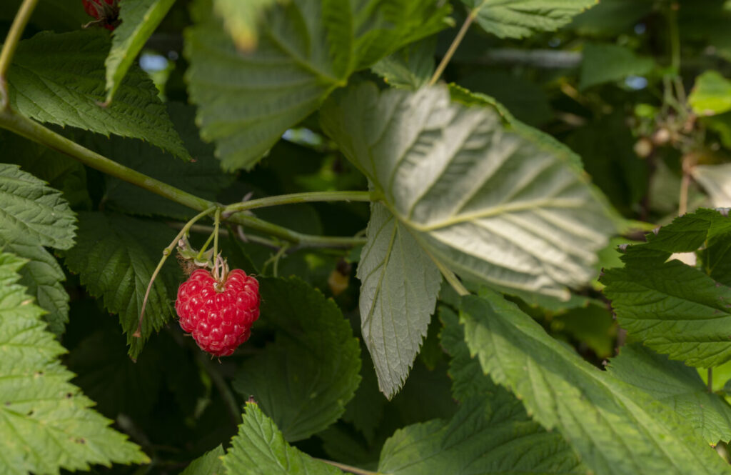 Pick Your Own! PYO Farm | Craigies Farm