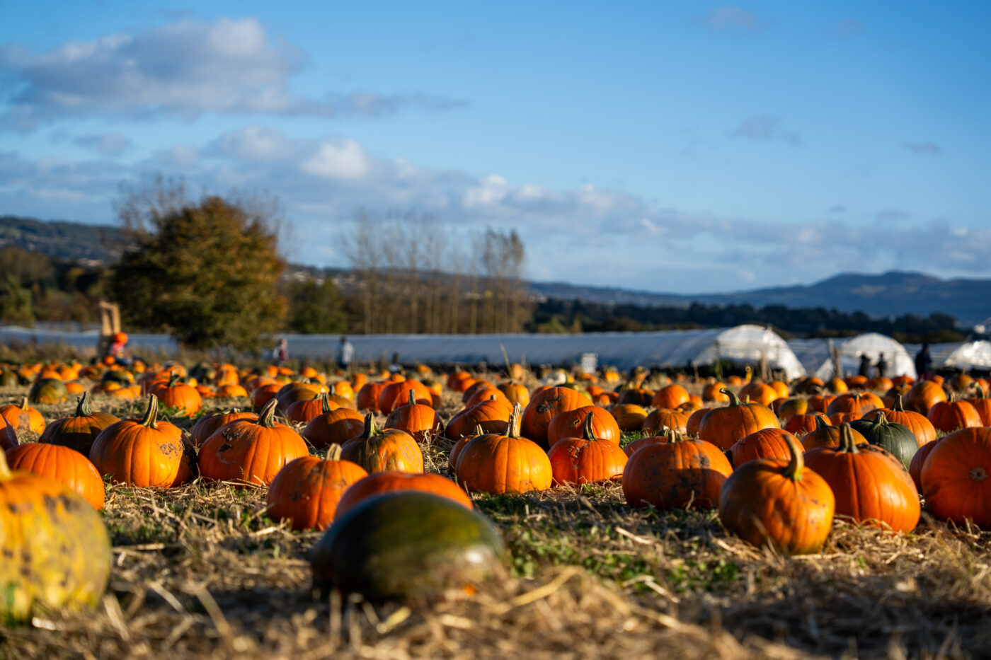 Craigies Farm | Craigies Farm, Deli, Café and Farm Park
